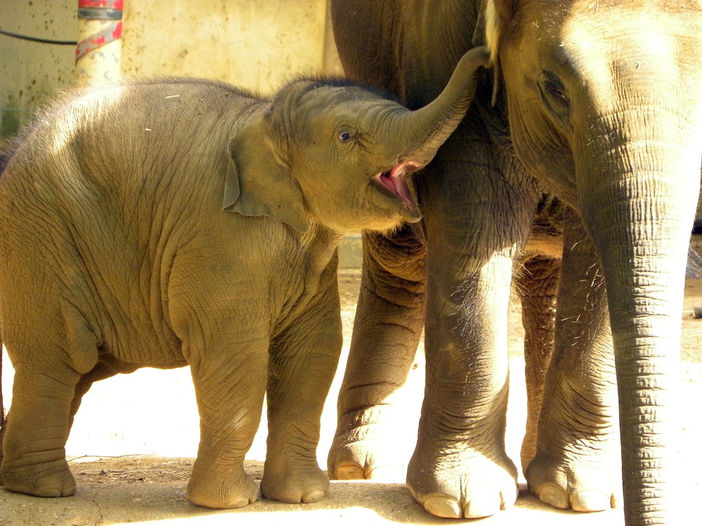 Zoo d’Anvers - Voyages Remi